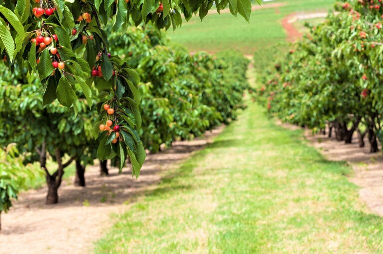Cherry Express duplica envíos de cerezas a China antes del Año Nuevo ...